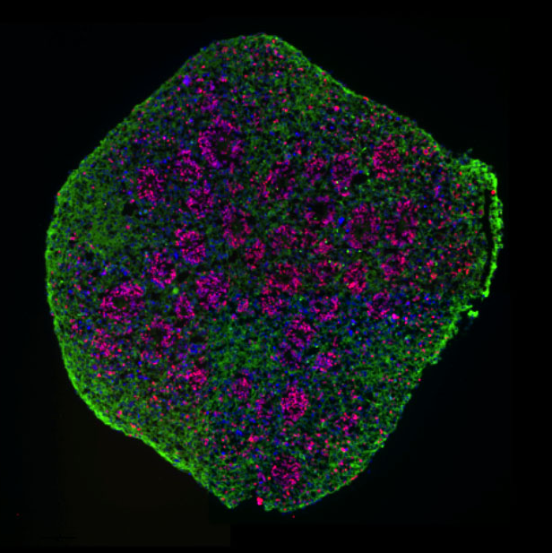 Kosuke Funato Lab @ UGA
