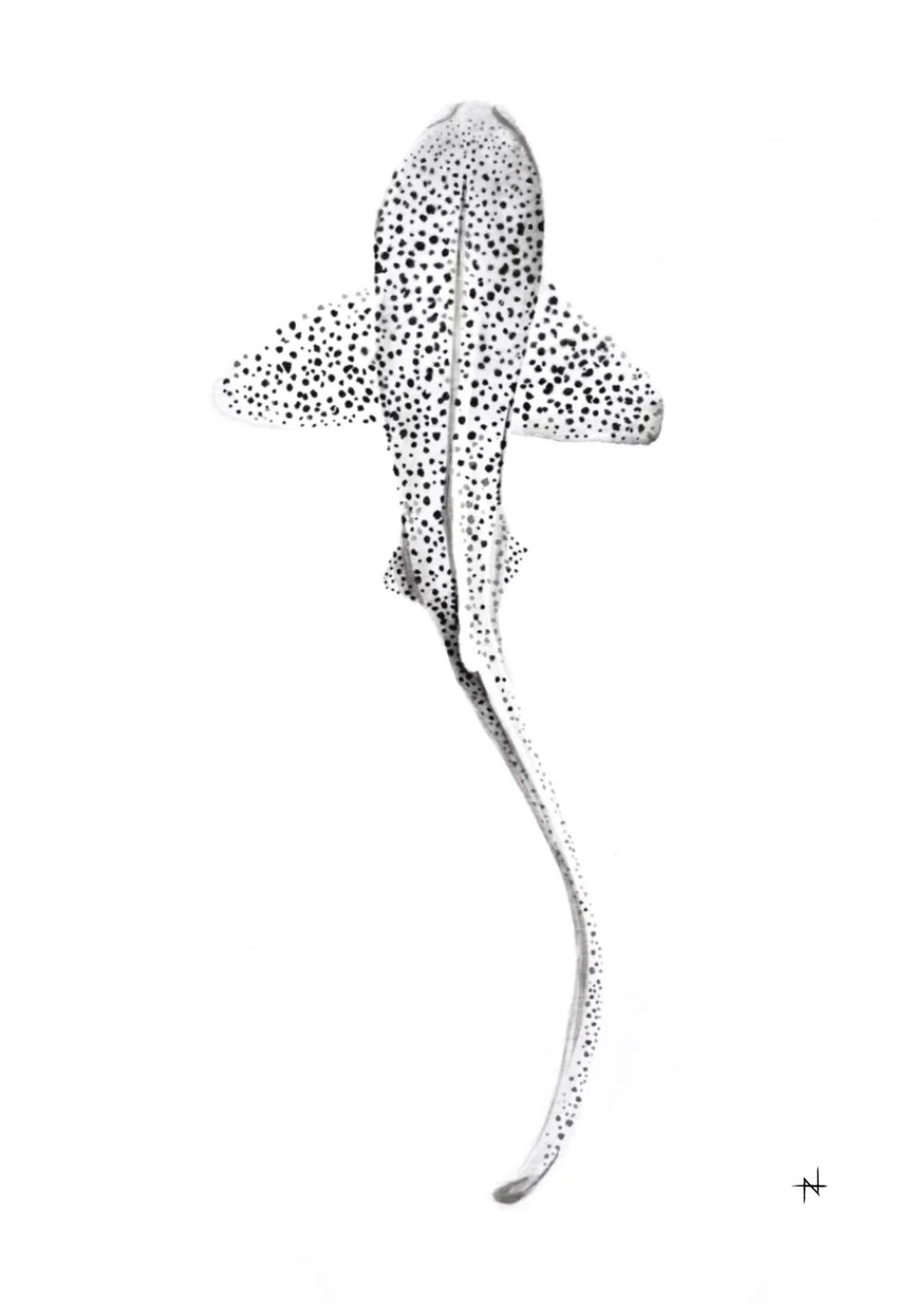 Zebra Shark Drawing