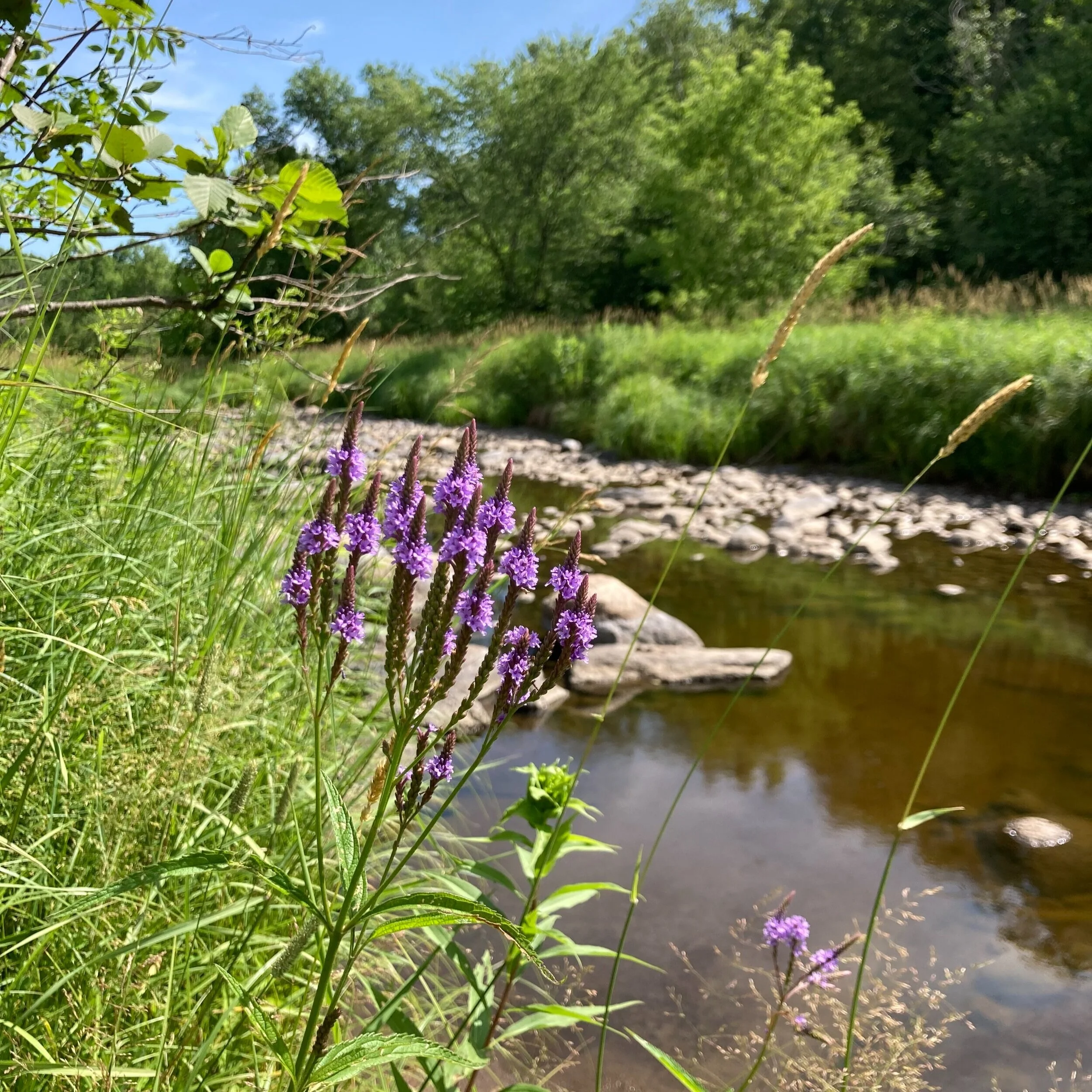 Available Conservation Programs — Benton County Soil and Water ...