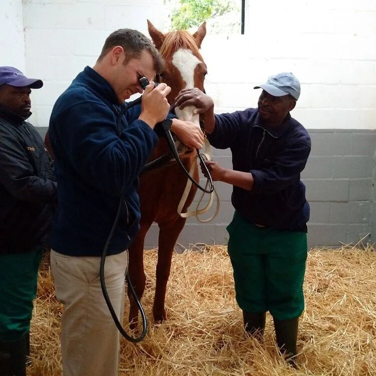 Cape Town Equine Vets — Baker McVeigh International