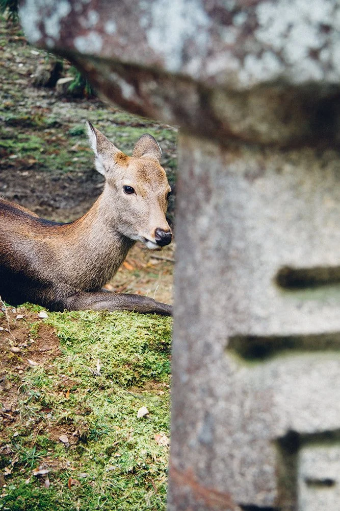 Visiting Japan - Kyoto and Nara — Yolene Dabreteau Photography