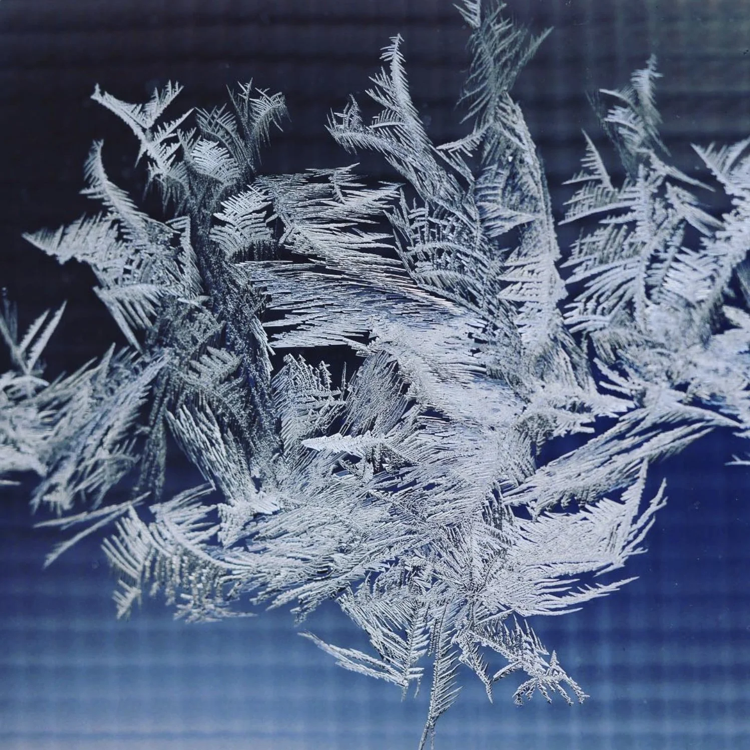 We Are Branches — Joyce Sidman