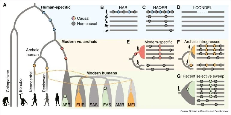 Review on characterizing noncoding variation in evolution is published! — Reilly Lab