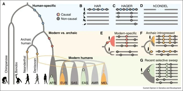 Review on characterizing noncoding variation in evolution is published! — Reilly Lab
