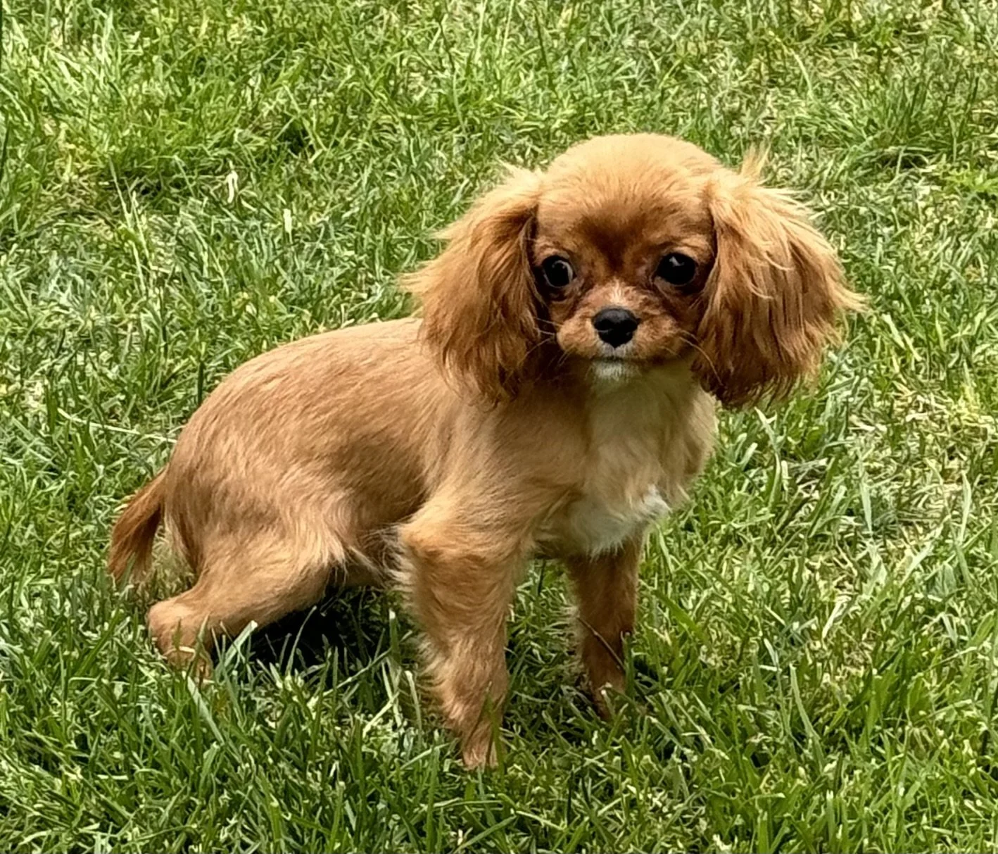 Avalable puppies! — Sylvancreek Cavaliers