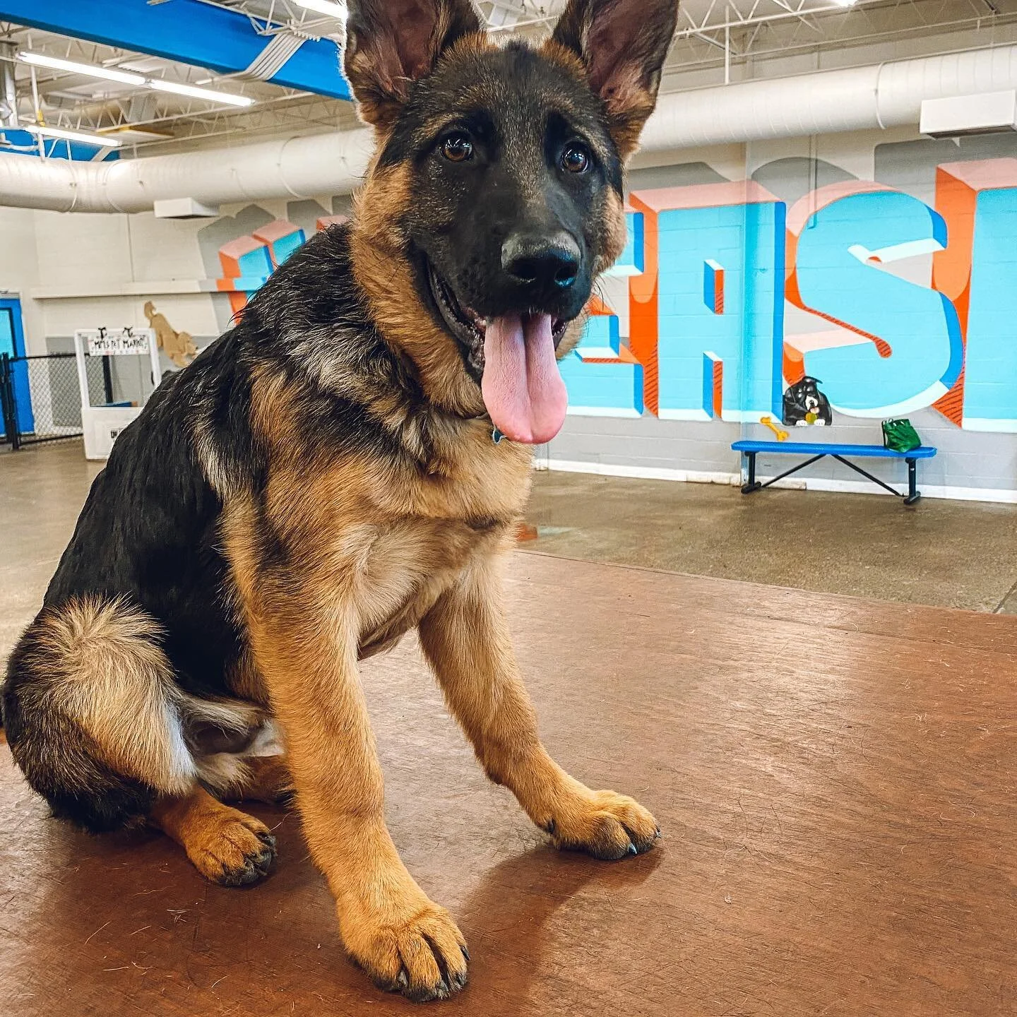 Unleashed Hounds and Hops