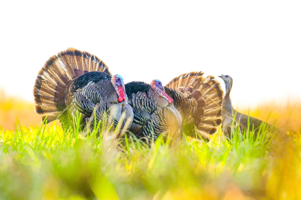 Gwaltney Game Calls | Enhance Your Hunt - Shop Now