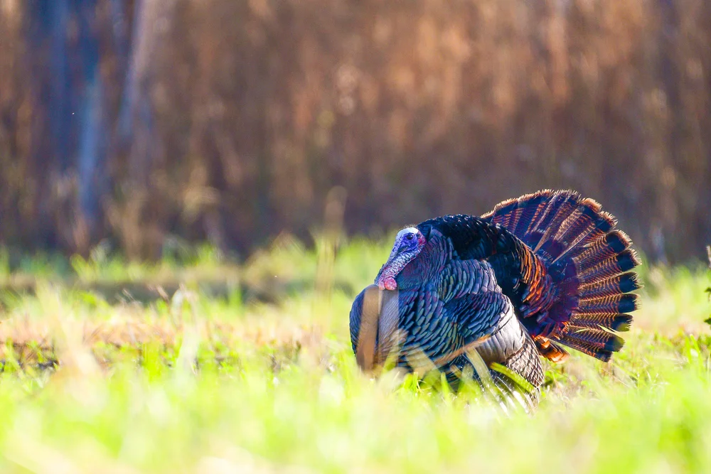 Gwaltney Game Calls | Enhance Your Hunt - Shop Now
