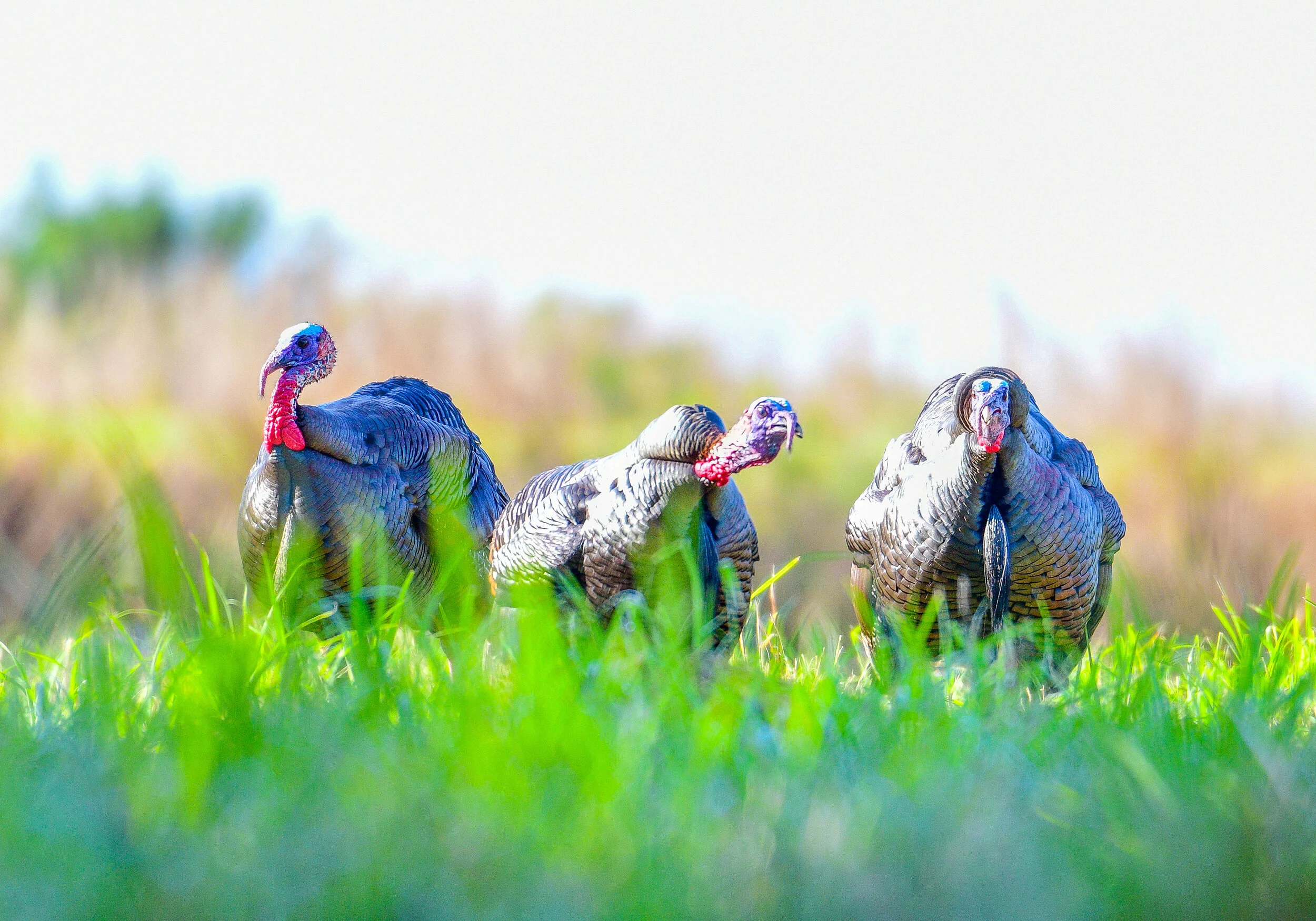 How Trumpets Are Made | Enhance Your Hunt Today — Gwaltney Game Calls