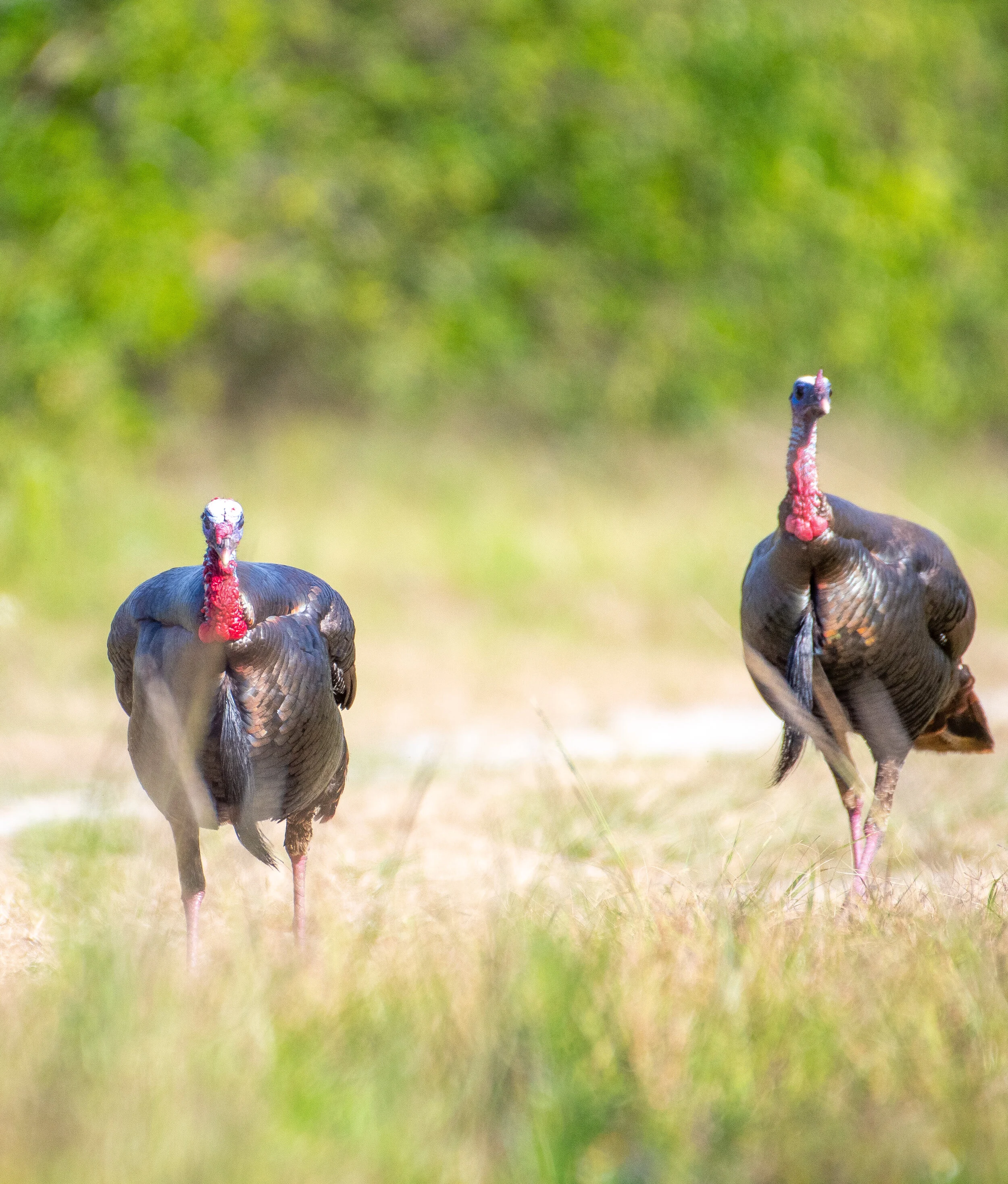 Gallery 1 — Gwaltney Game Calls