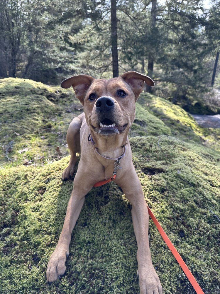 Woofability Victoria BC│Expert Dog Training & Enrichment