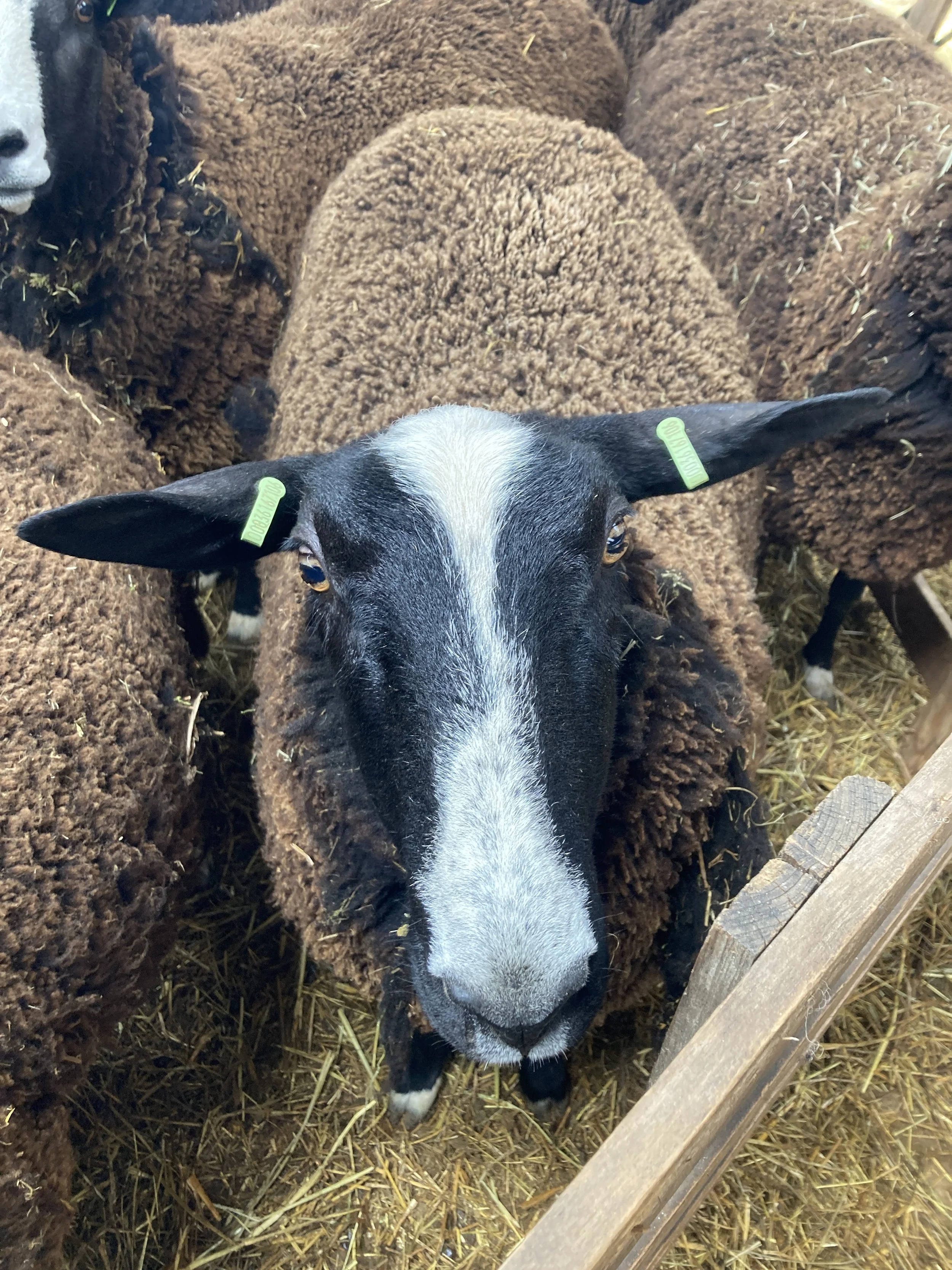 Wol in Nederland — Hollands Wol Collectief