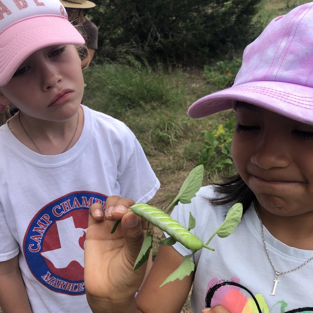 Farm Camps — Hamilton Pool Farms