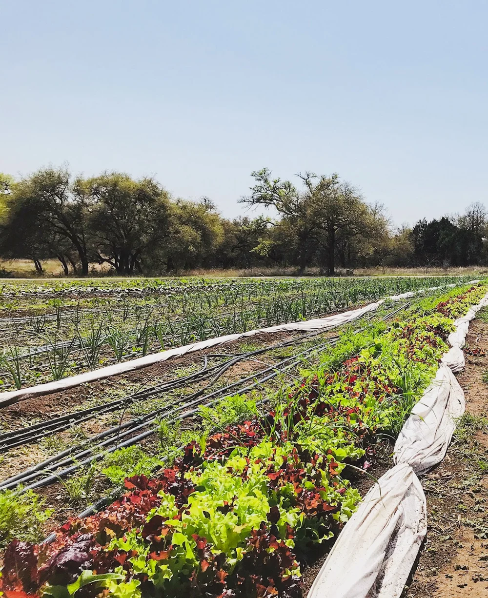 Hamilton Pool Farms