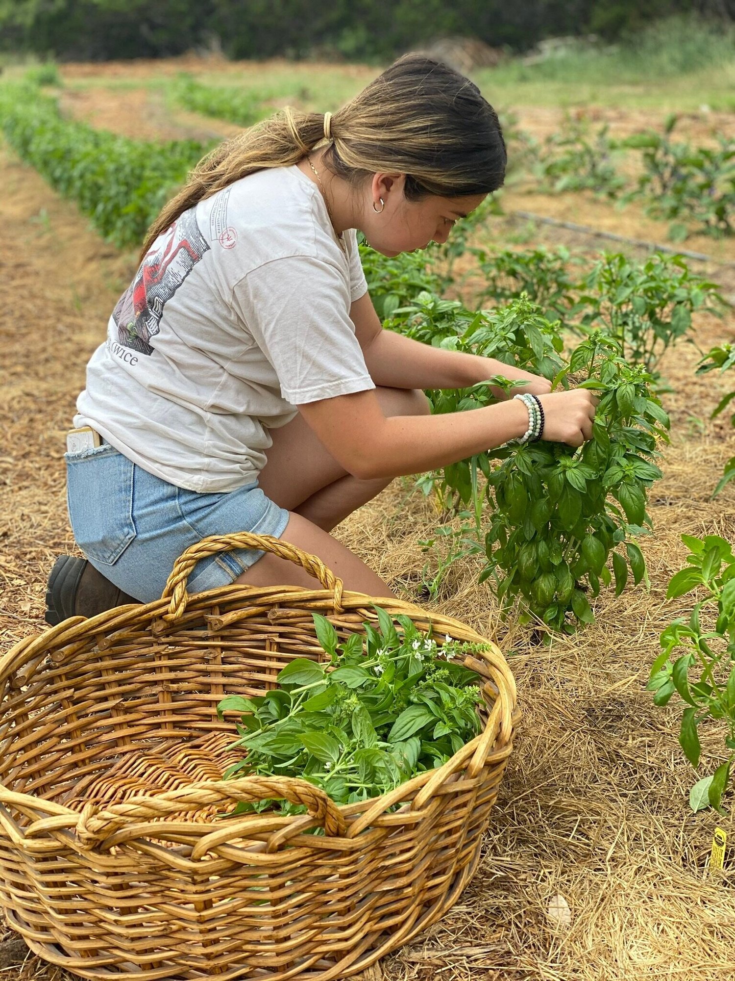 Volunteering — Hamilton Pool Farms