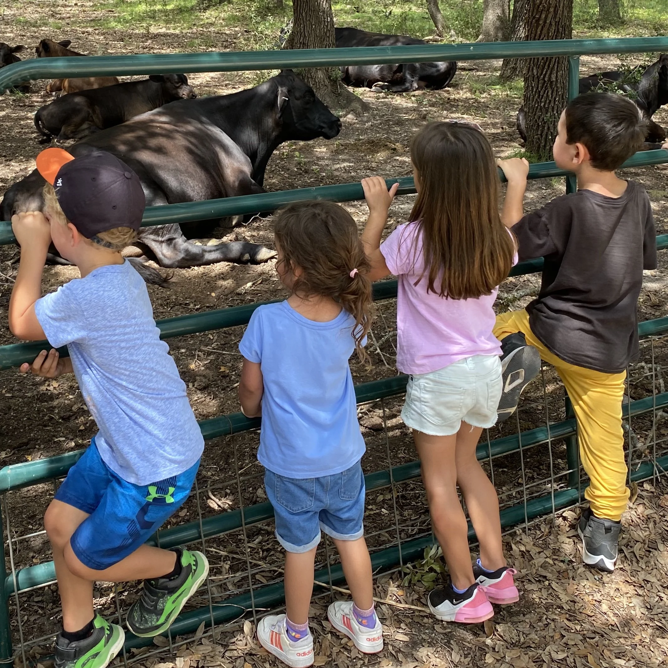 Farm Camps — Hamilton Pool Farms