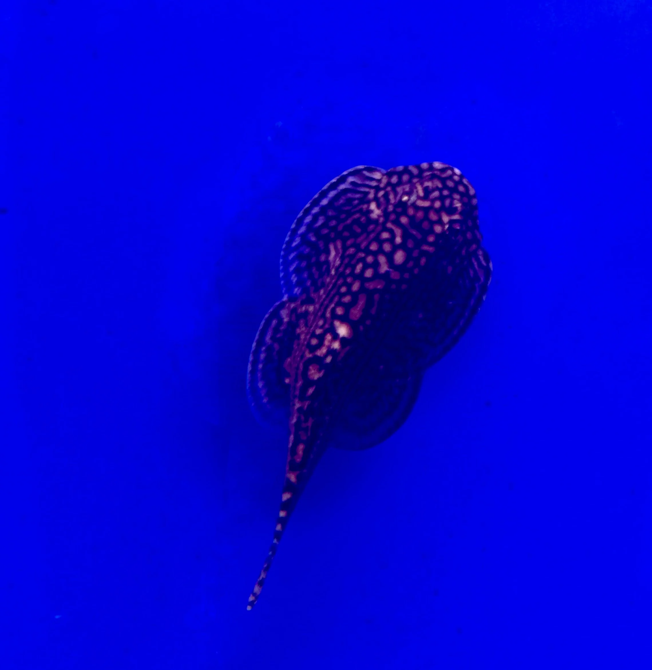 Hillstream Loach — Responsible, Pro-Active Pet Care.