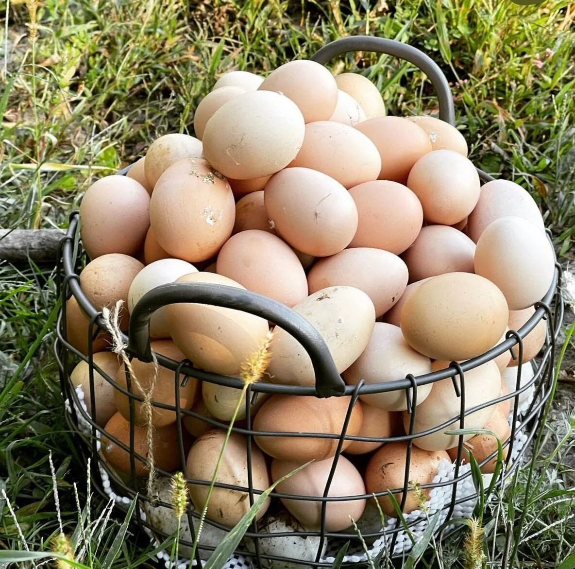 Pastured Raised Poultry — RedC Farms