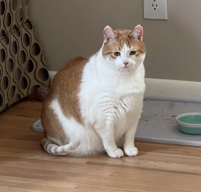 Adoptable Cats — The Rescue Pack