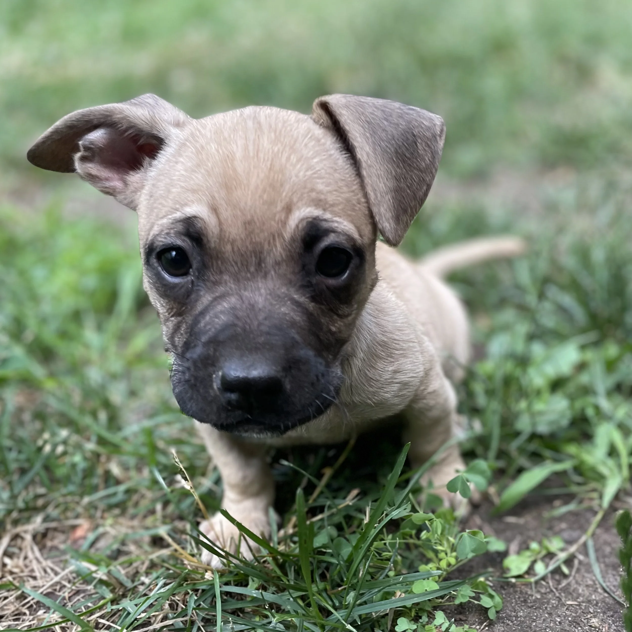 Adoptable Dogs — The Rescue Pack