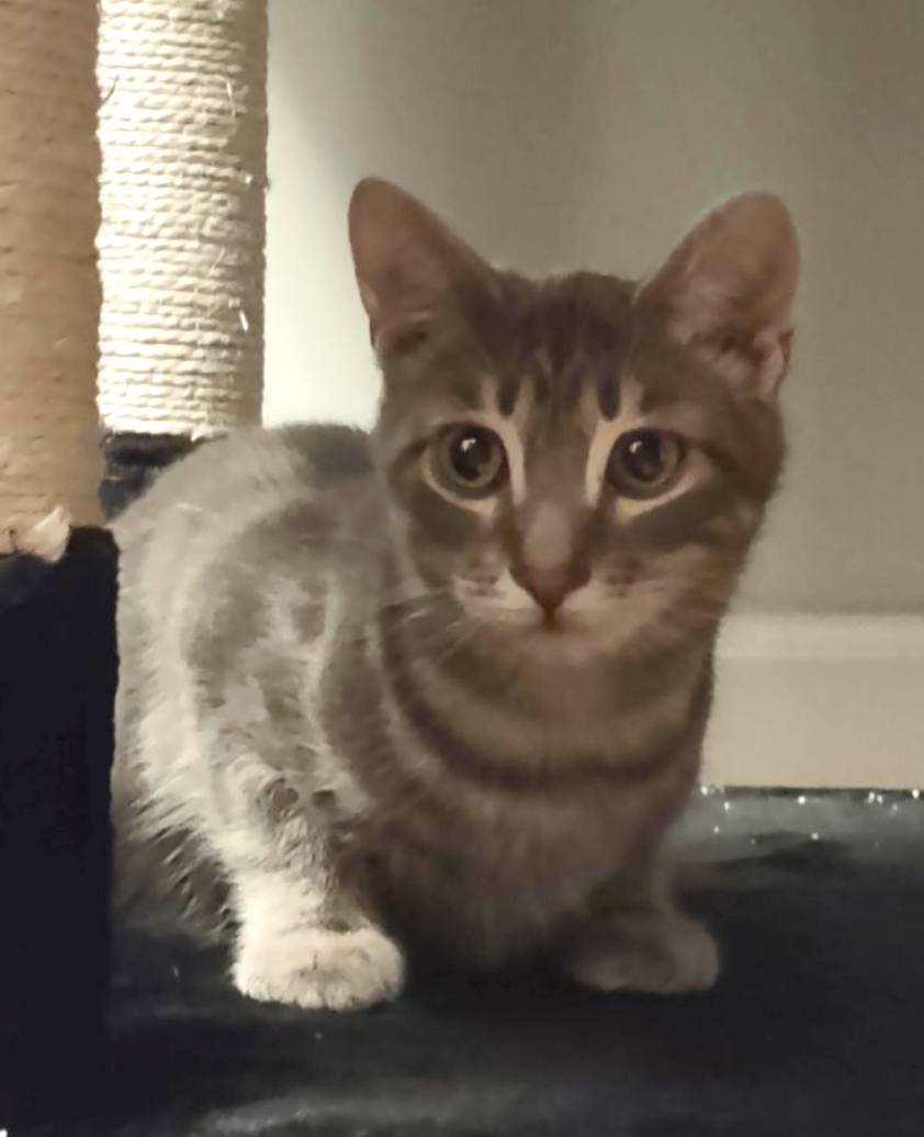 Adoptable Cats — The Rescue Pack