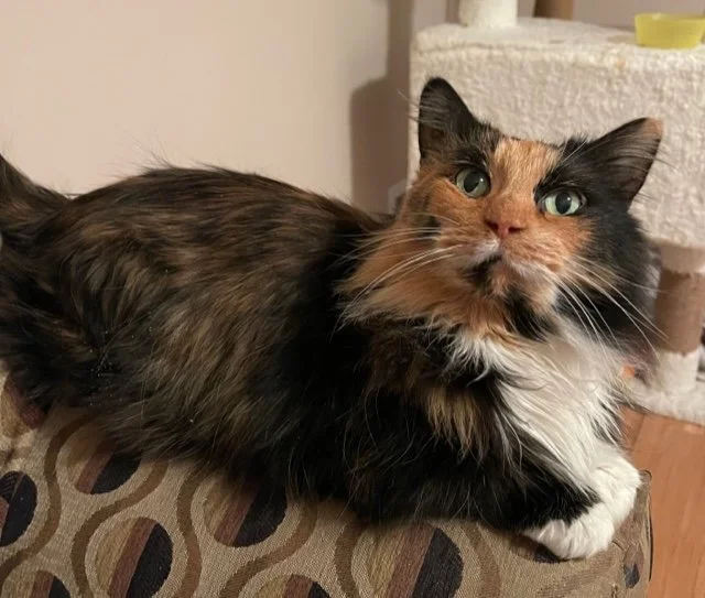 Adoptable Cats — The Rescue Pack