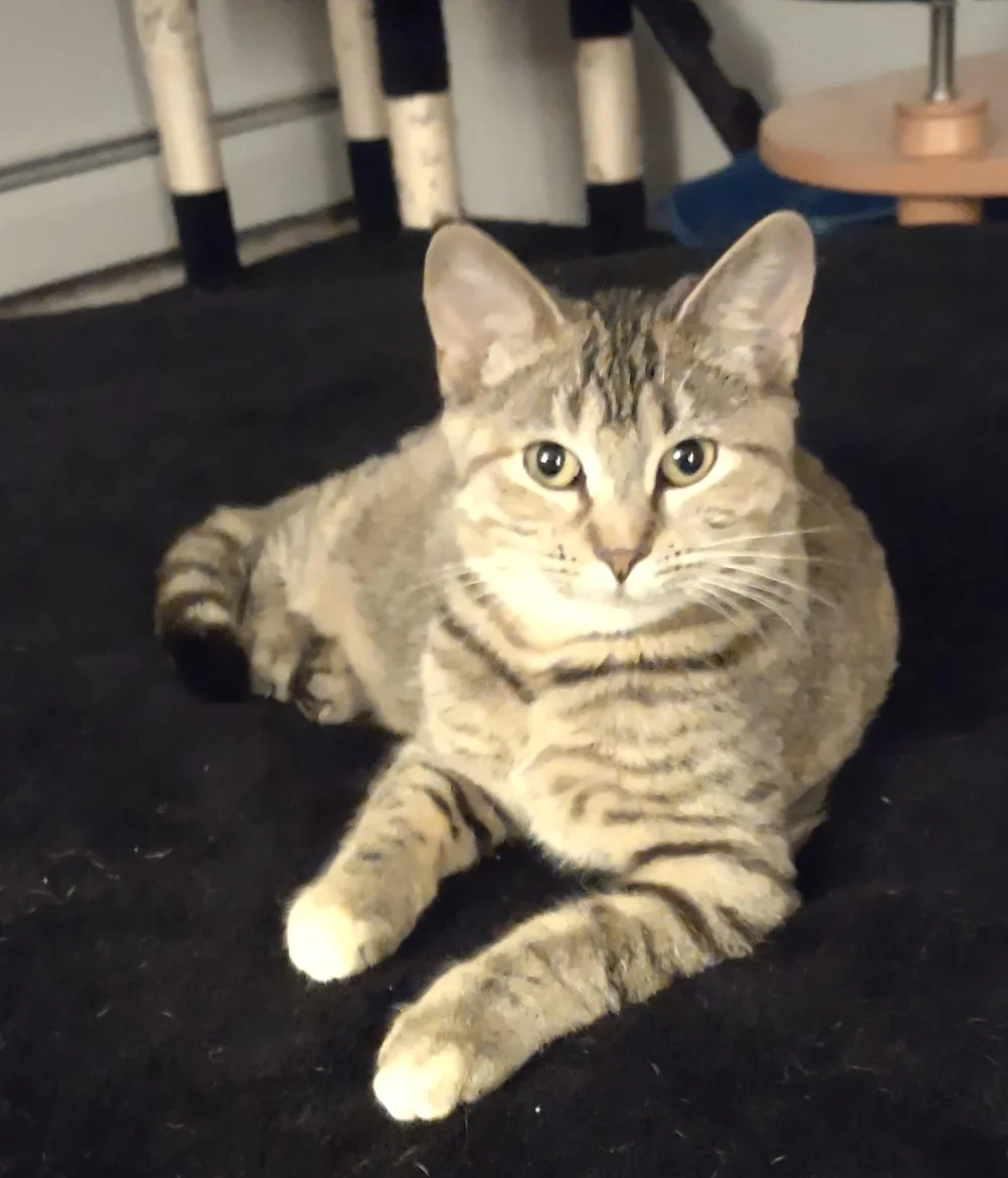 Adoptable Cats — The Rescue Pack