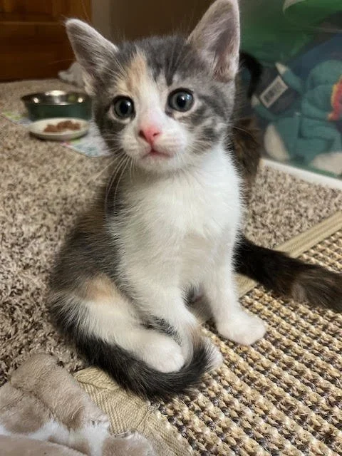 Cat Adoption Application — The Rescue Pack