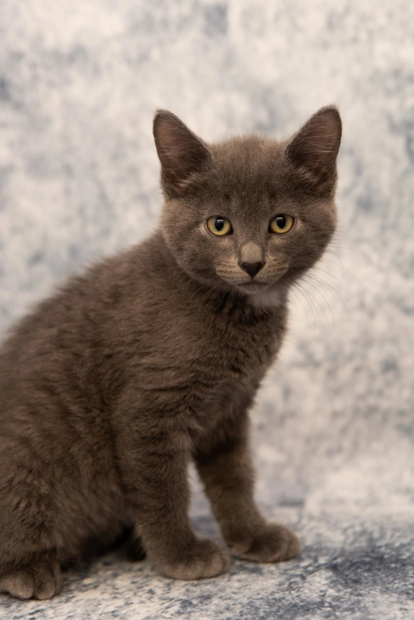 Adoptable Cats — The Rescue Pack