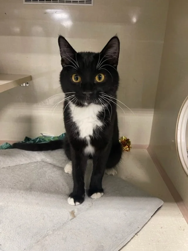 Adoptable Cats — The Rescue Pack