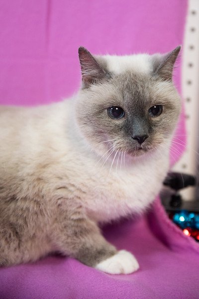 Adoptable Cats — The Rescue Pack