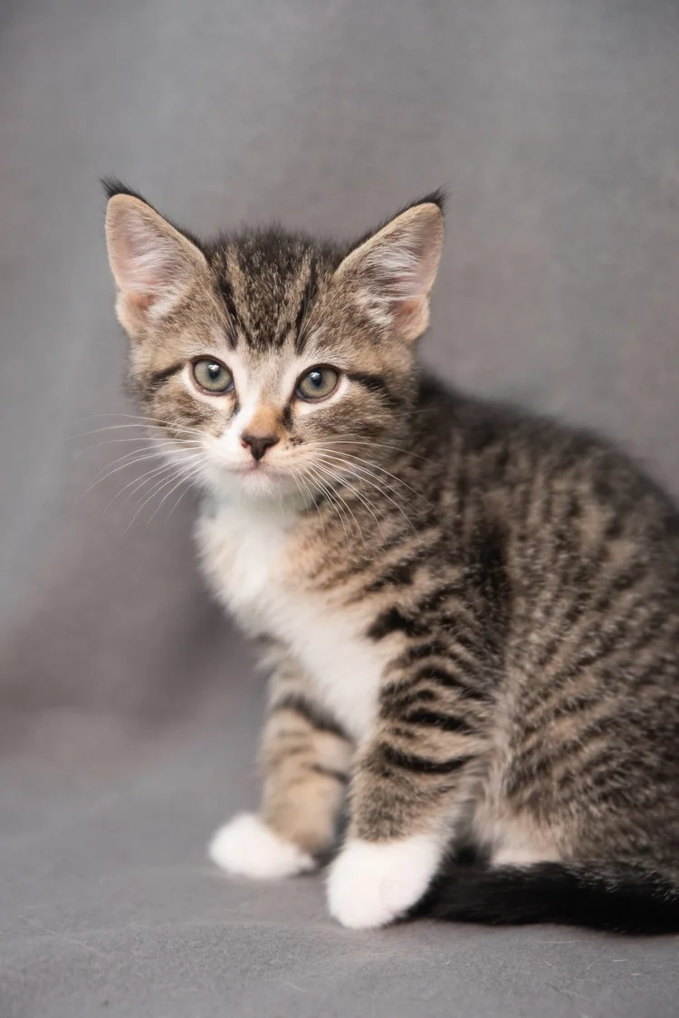 Adoptable Cats — The Rescue Pack