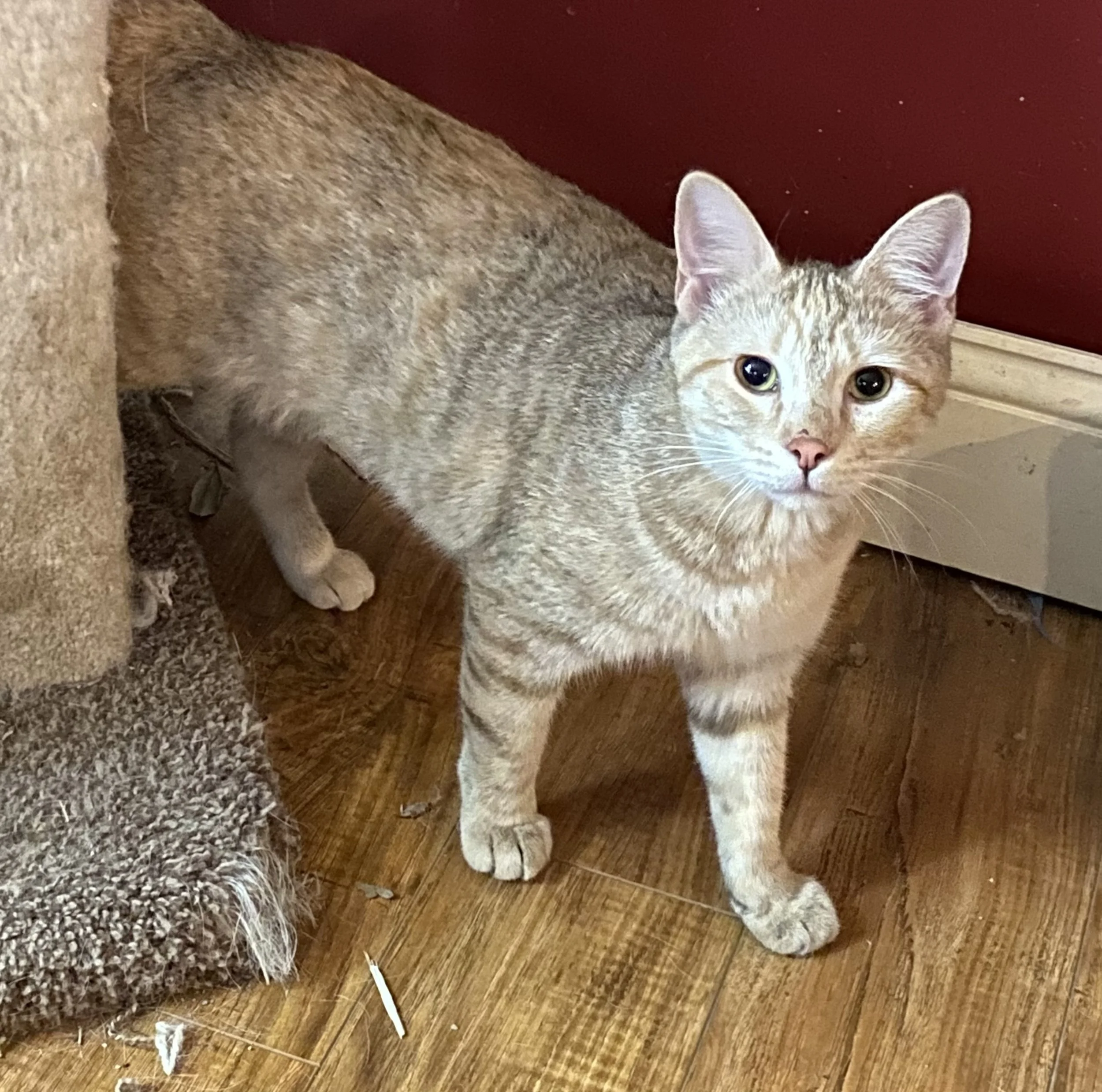 Adoptable Cats — The Rescue Pack