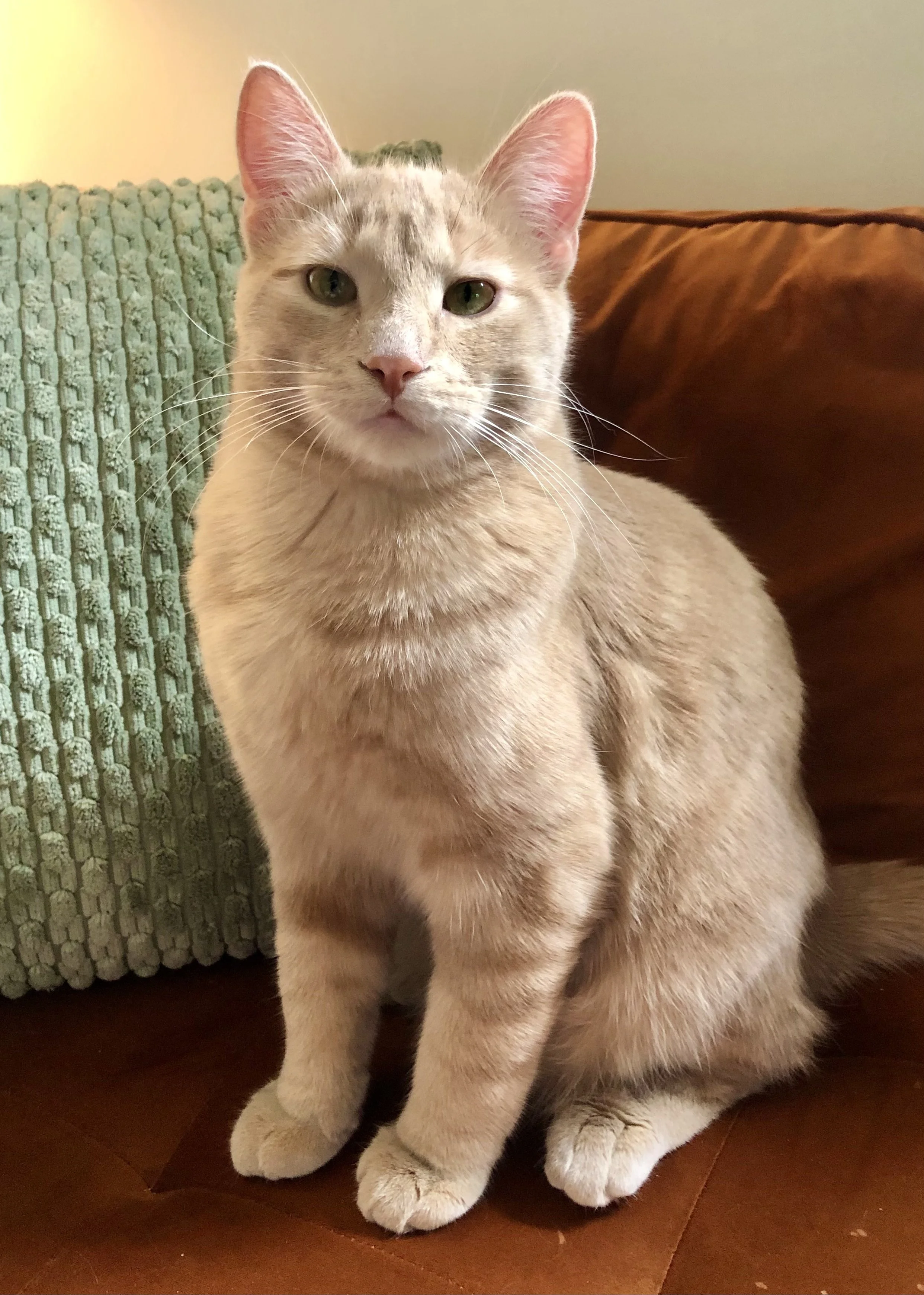 Adoptable Cats — The Rescue Pack