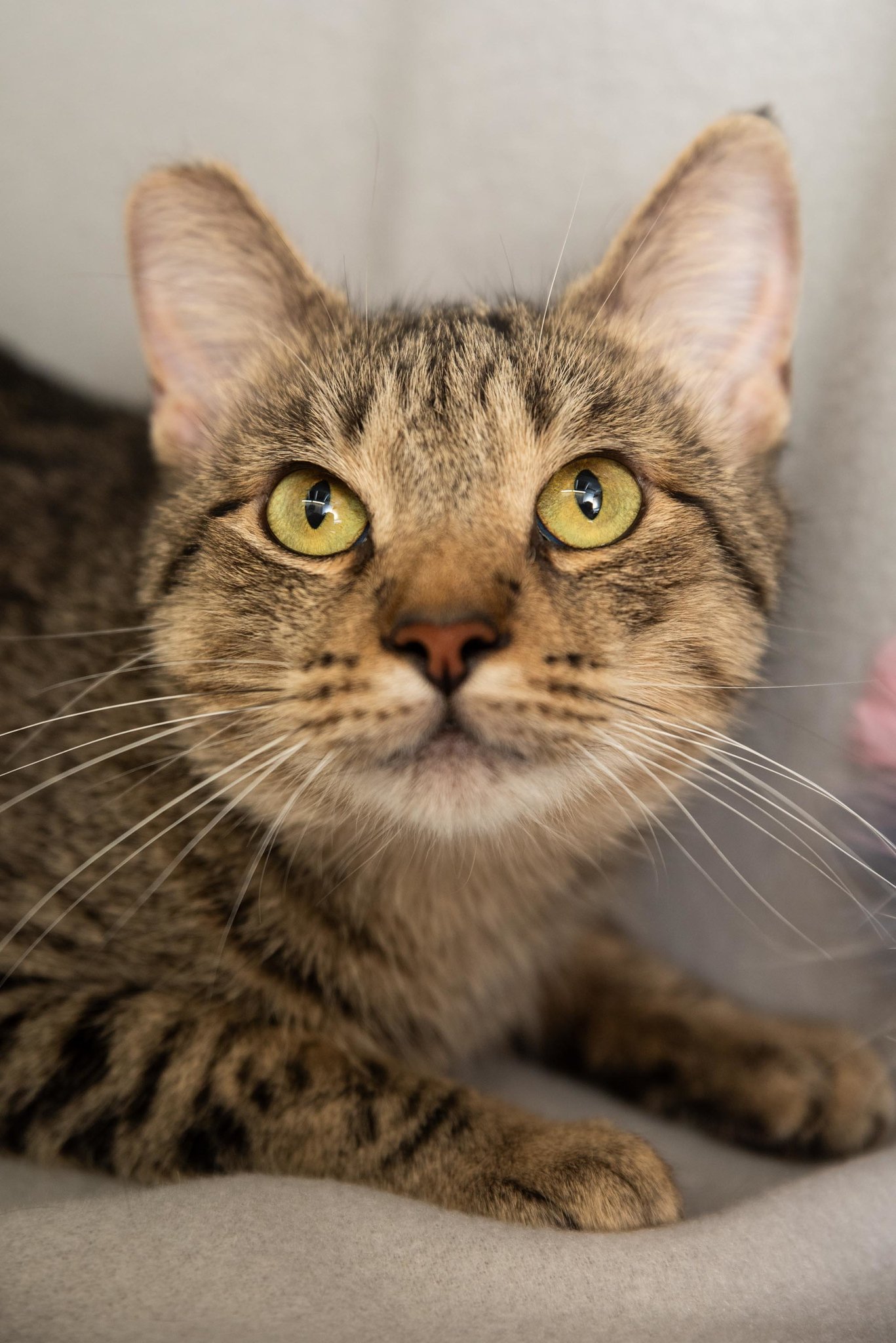 Adoptable Cats — The Rescue Pack