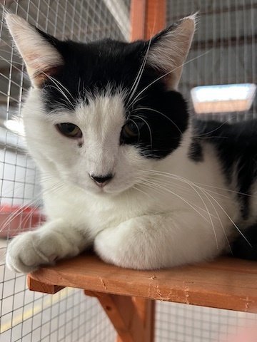 Adoptable Cats — The Rescue Pack