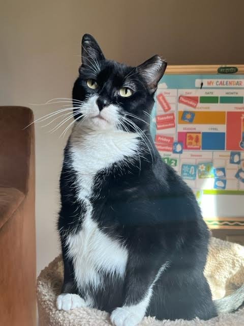 Adoptable Cats — The Rescue Pack