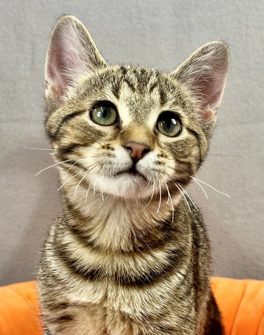 Adoptable Cats — The Rescue Pack