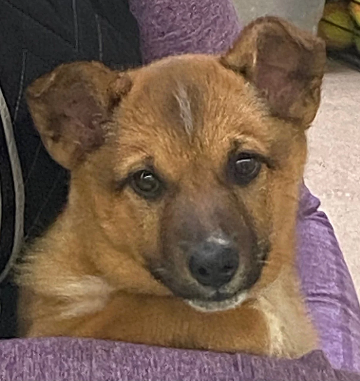 Adoptable Dogs — The Rescue Pack