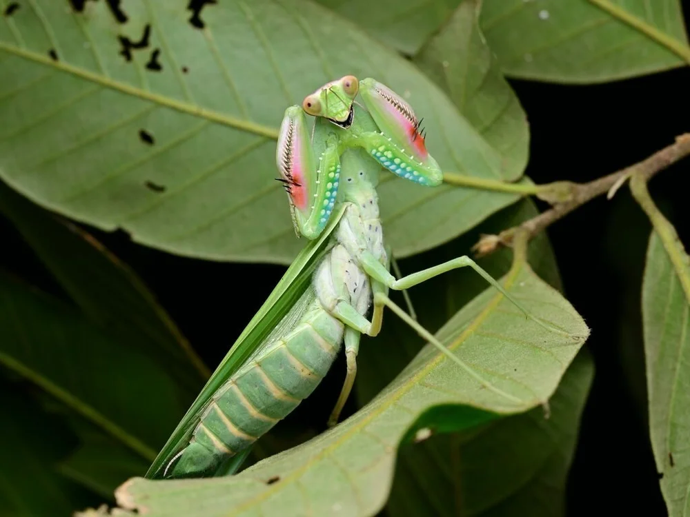 Praying Mantis for sale — Mantis Universe