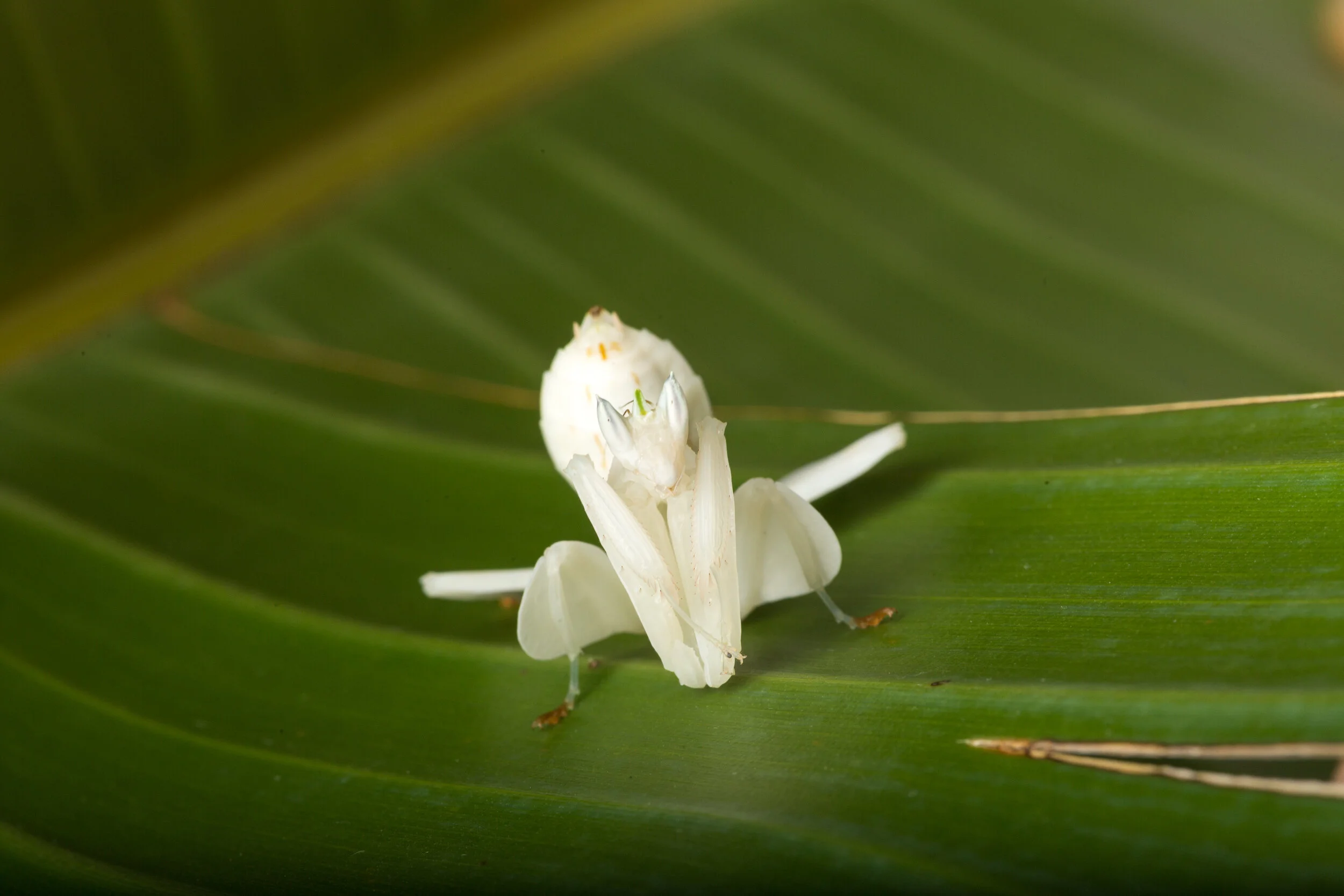 White Orchid Mantis