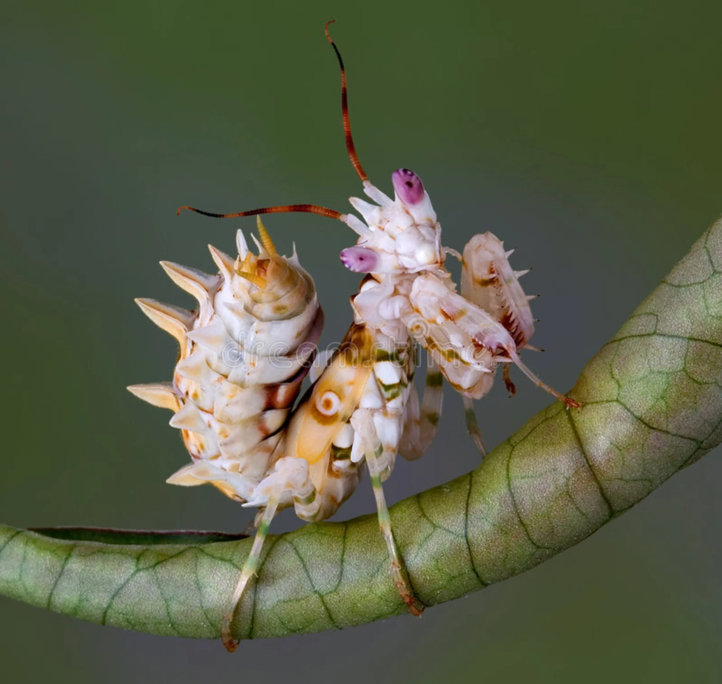 Praying Mantis for sale — Mantis Universe