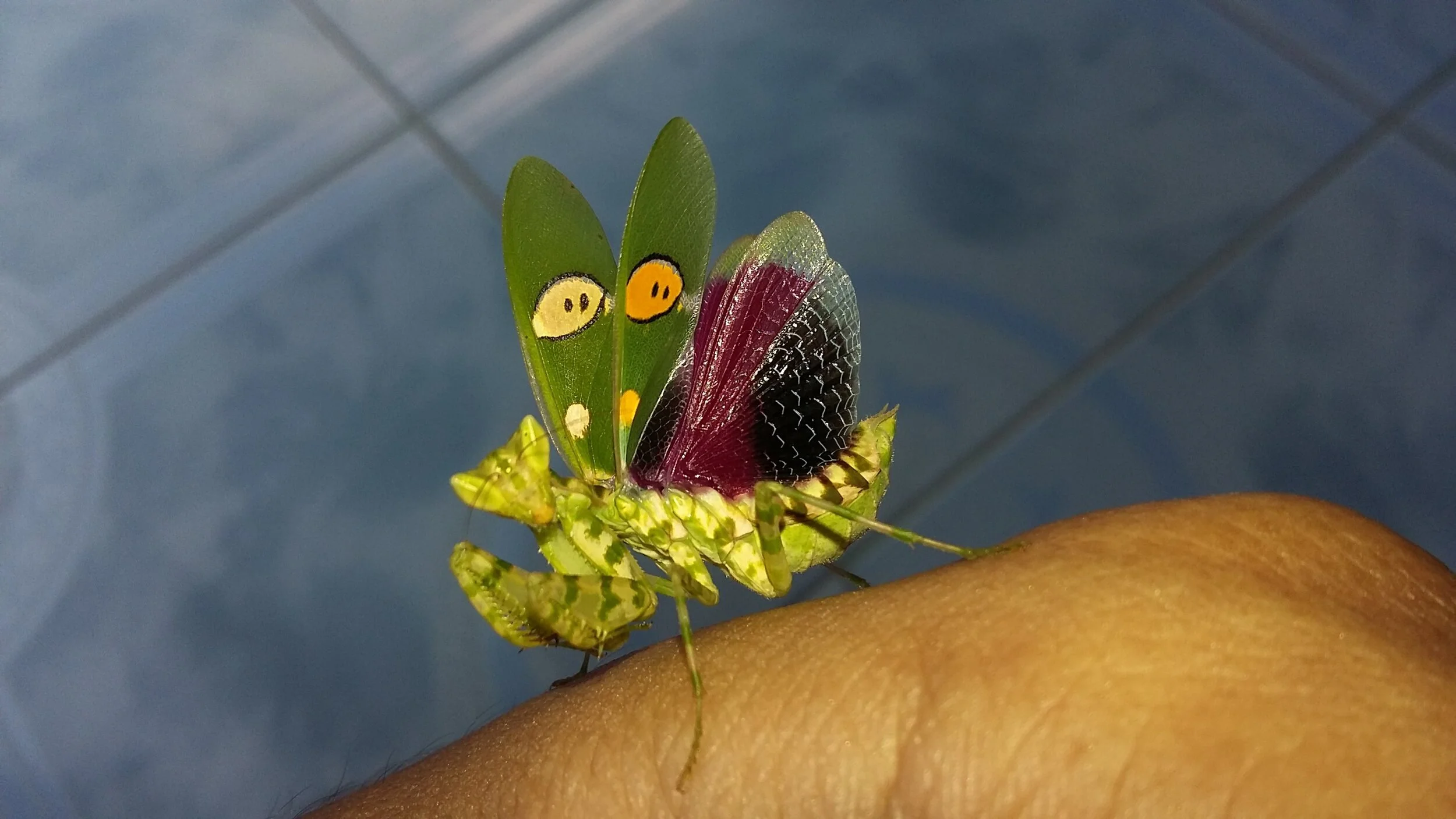 Praying Mantis for sale — Mantis Universe