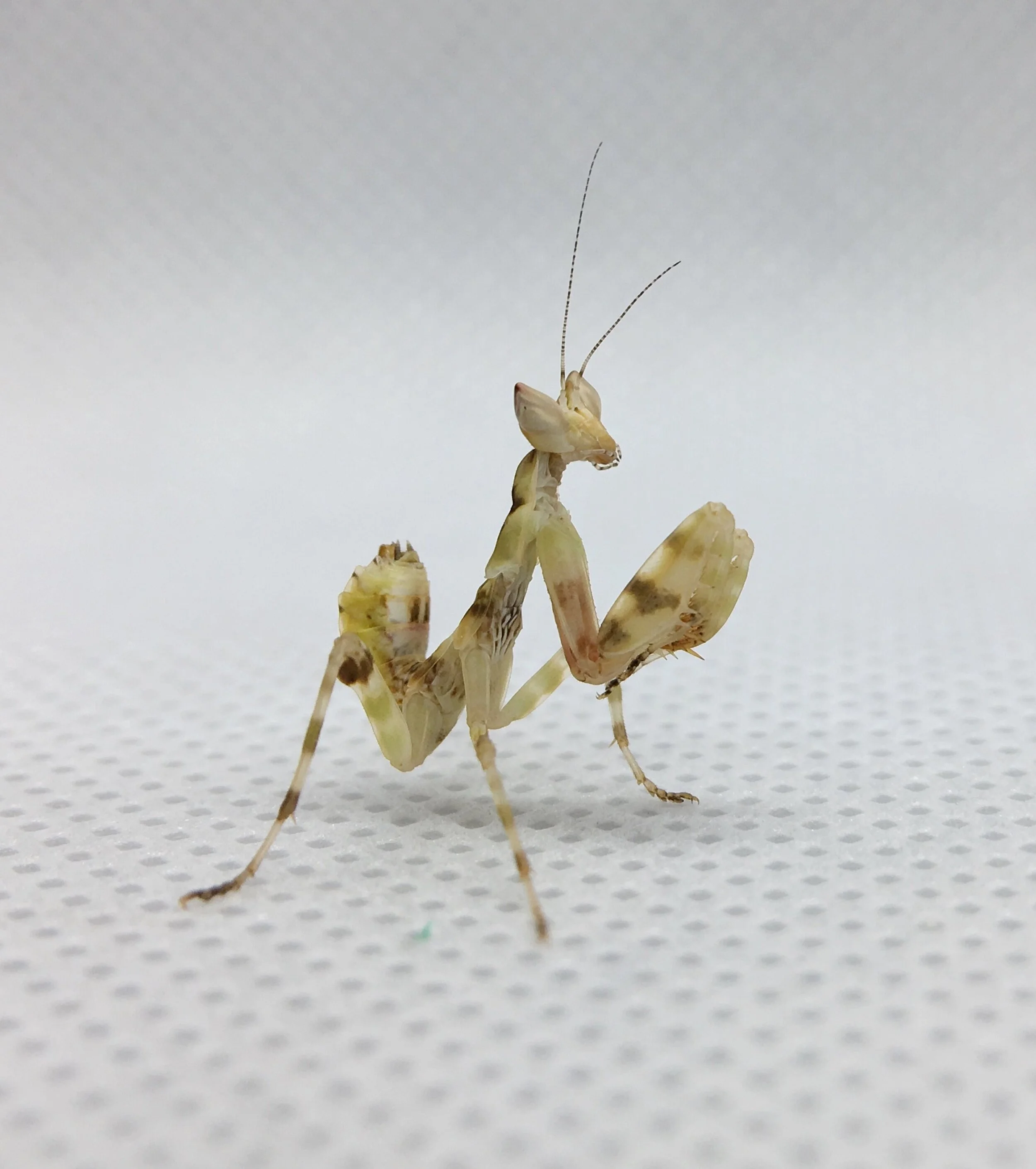 Praying Mantis for sale — Mantis Universe