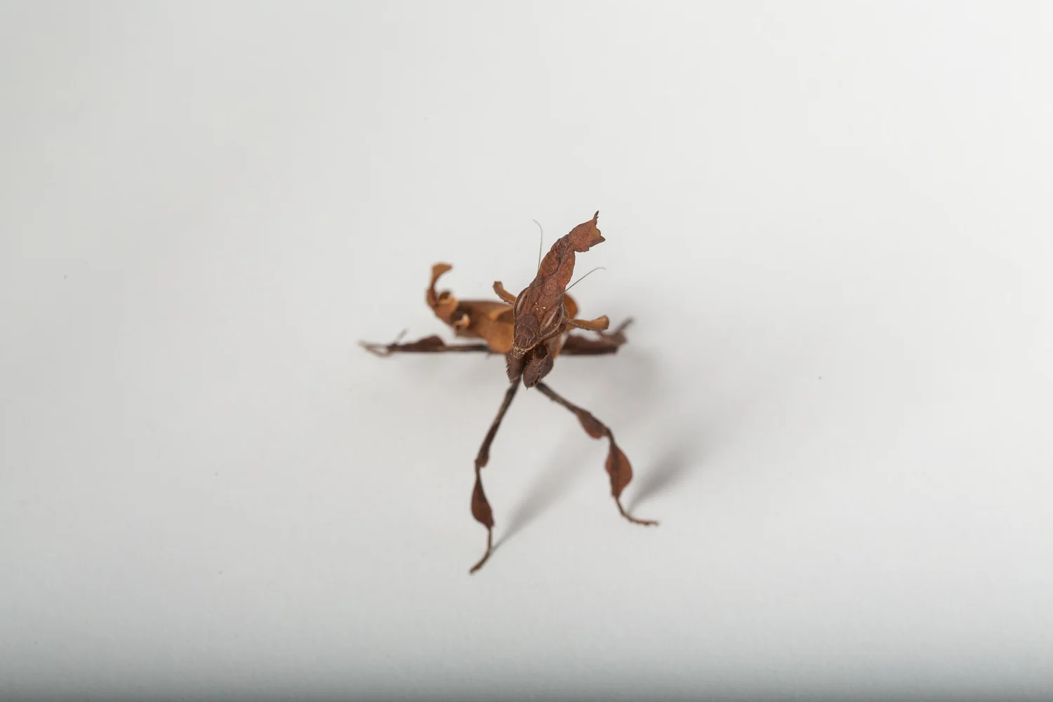 Ghost Mantis Care Sheet (Phyllocrania paradoxa) — Mantis Universe