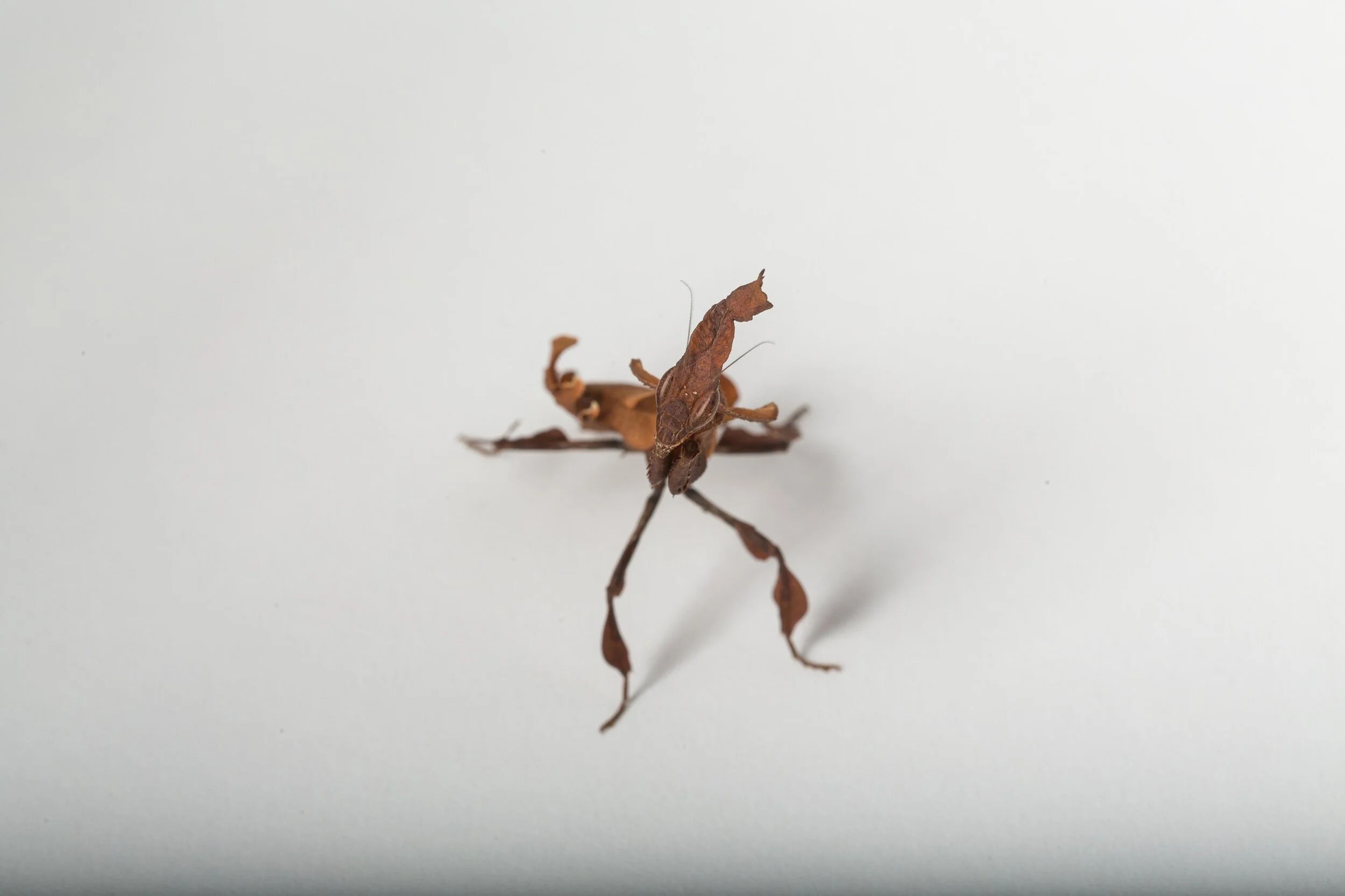 Ghost Mantis Care Sheet (Phyllocrania paradoxa) — Mantis Universe
