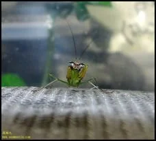 Ant Mantis (Odontomantis micans) — Mantis Universe