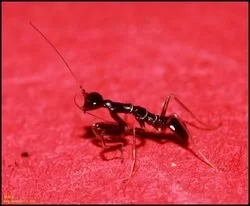 Ant Mantis (Odontomantis micans) — Mantis Universe