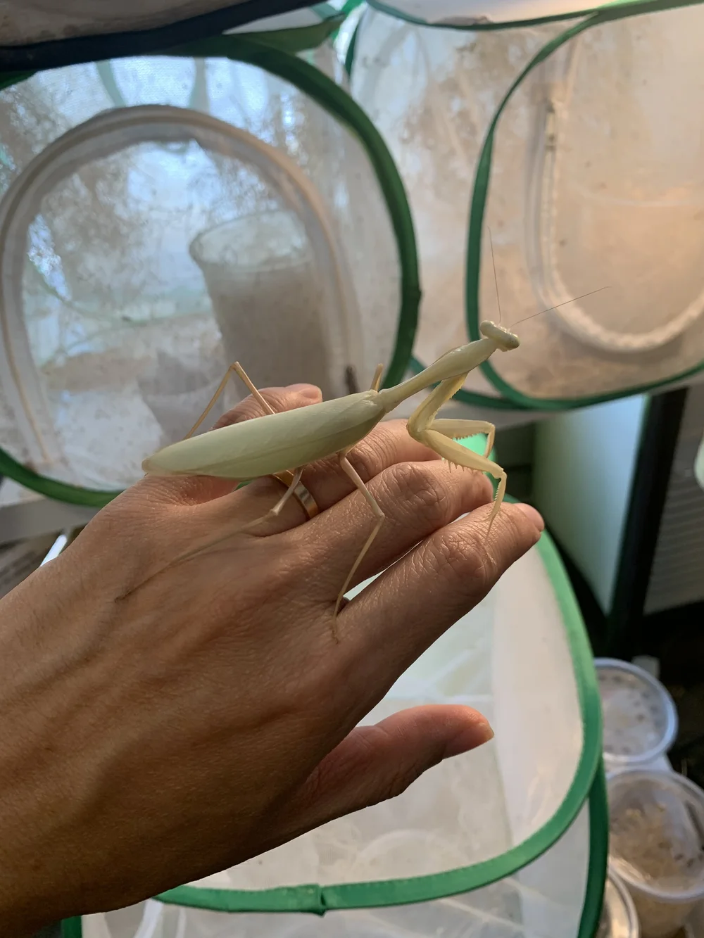 Giant Asian Mantis
