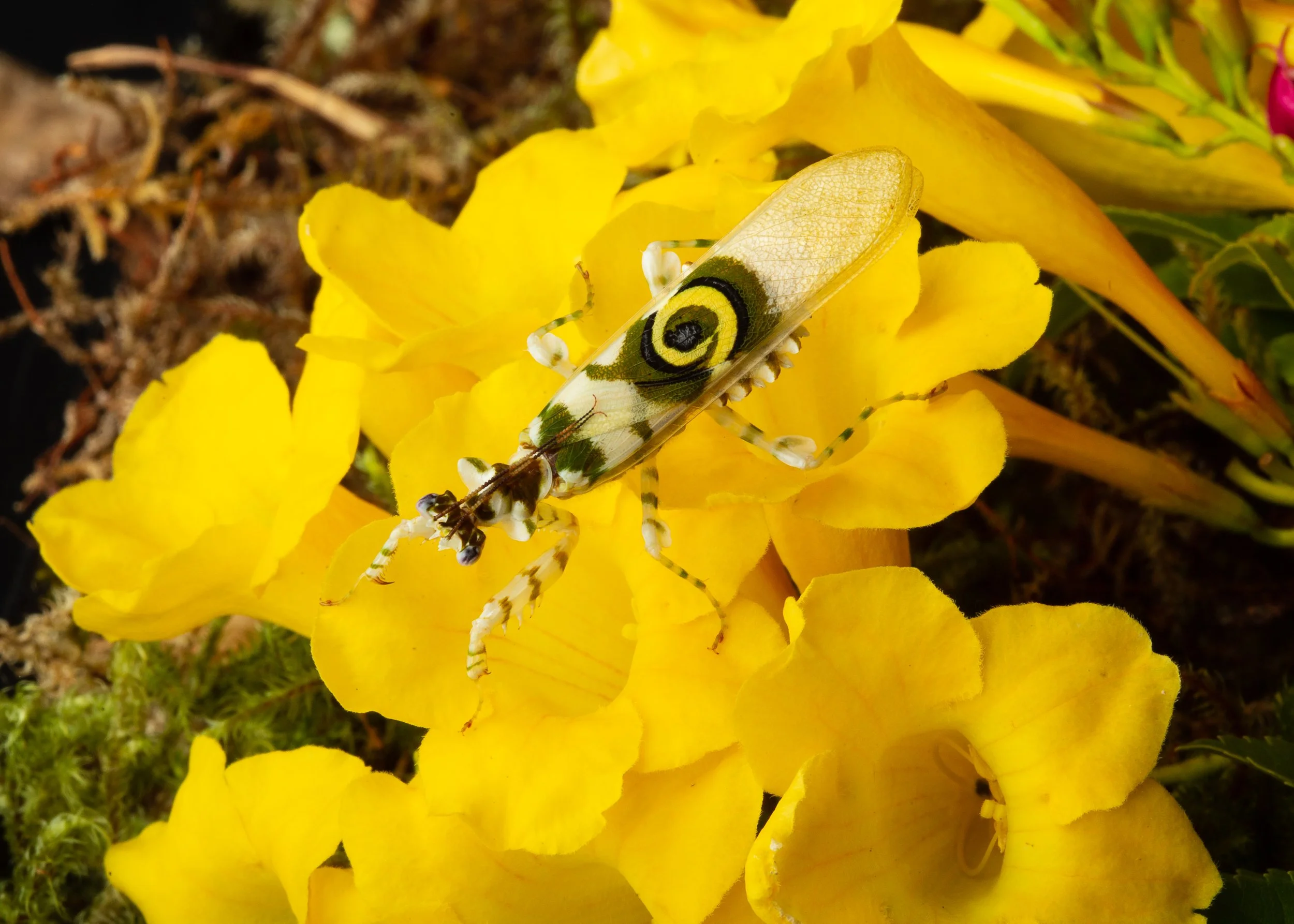 Praying Mantis for sale — Mantis Universe
